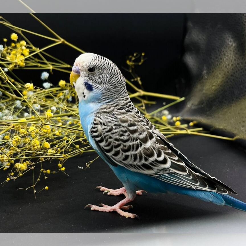 Волнистый попугай ручной. Самцы и самки