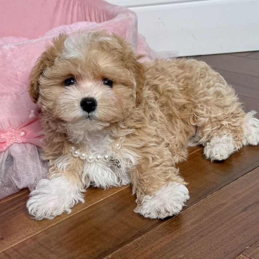 Мальтипу, щенок