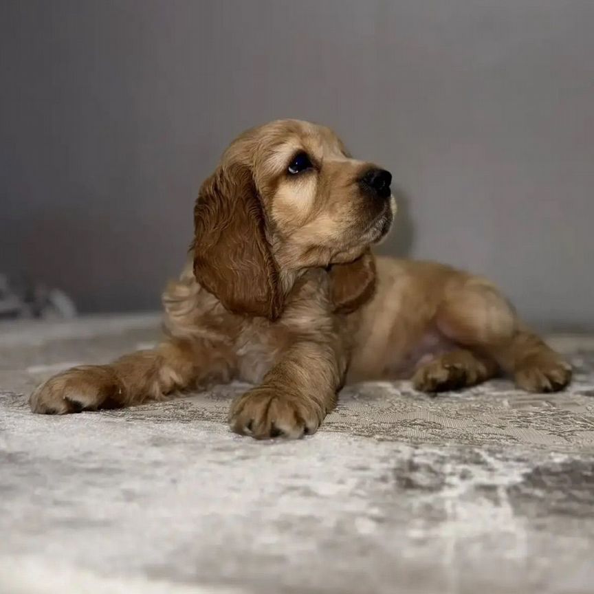 Английский кокер-спаниель, щенок