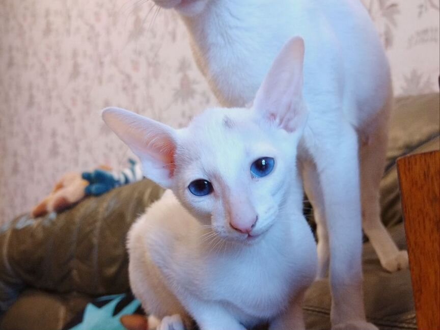 Ориентальная девочка