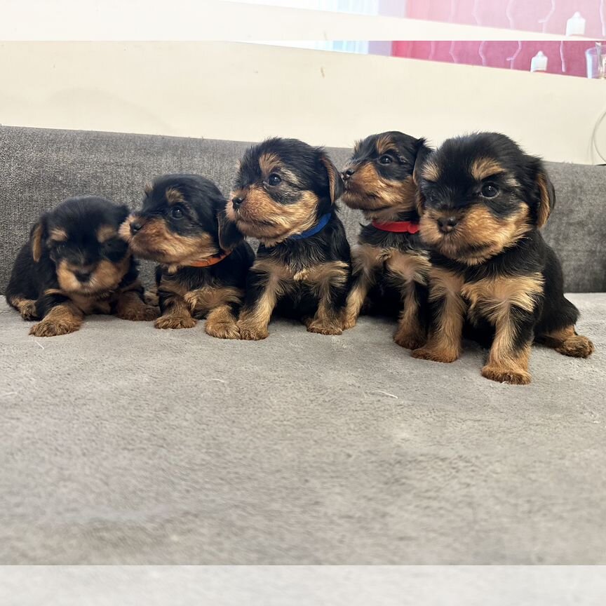 Йоркширский терьер, щенок
