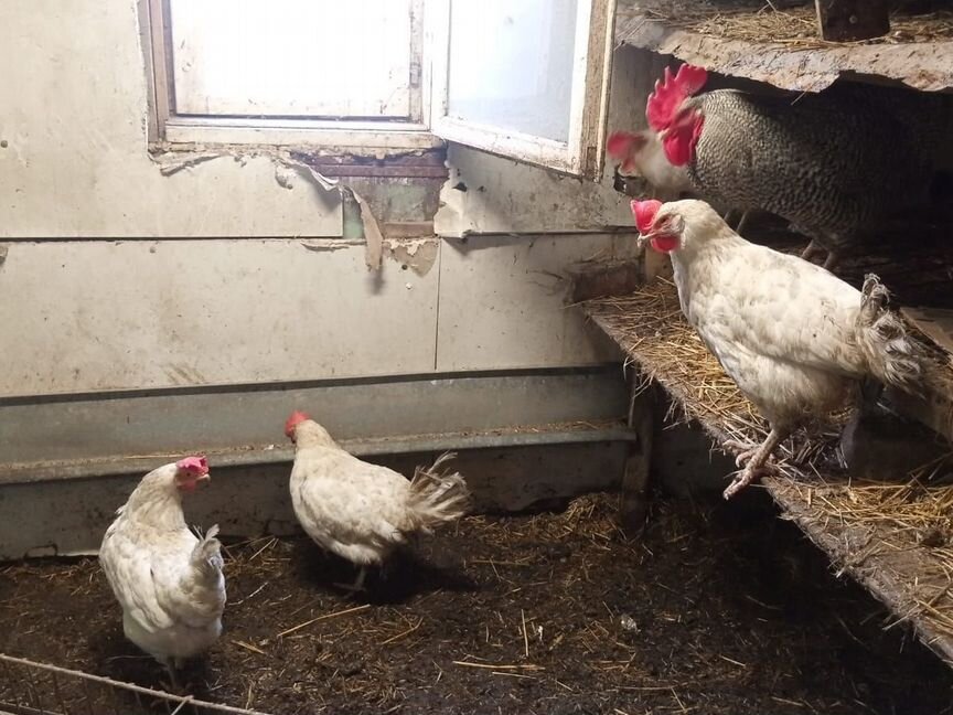 Куры домашние