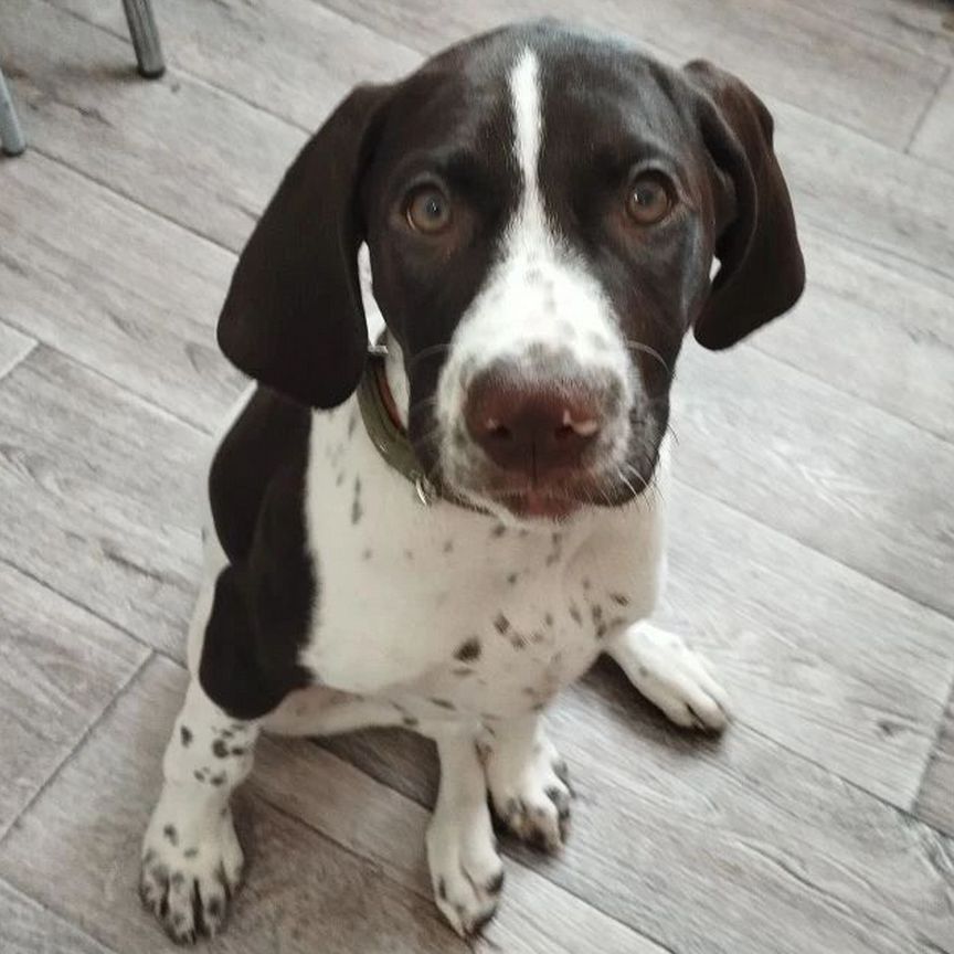 Бигль, щенок