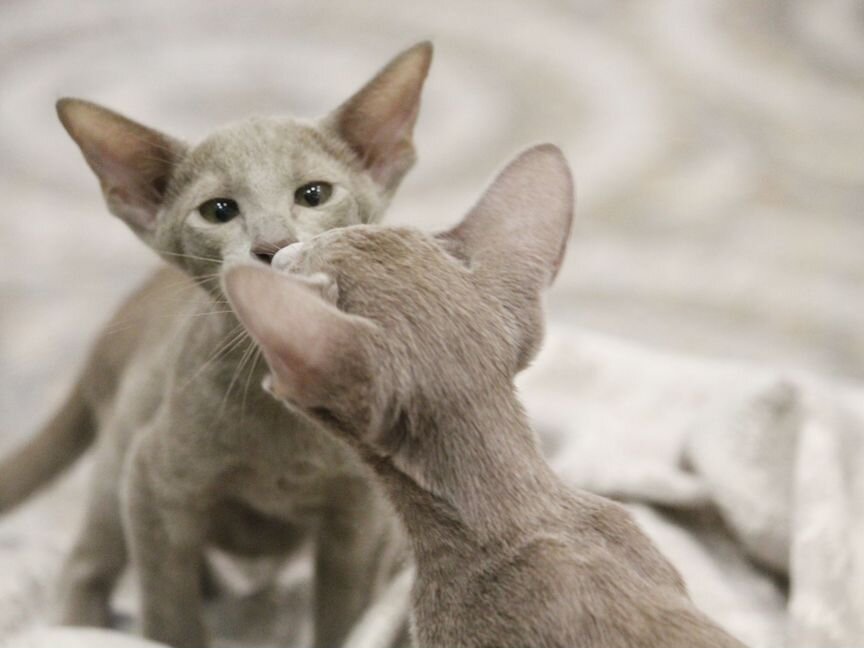 Ориентальные котята