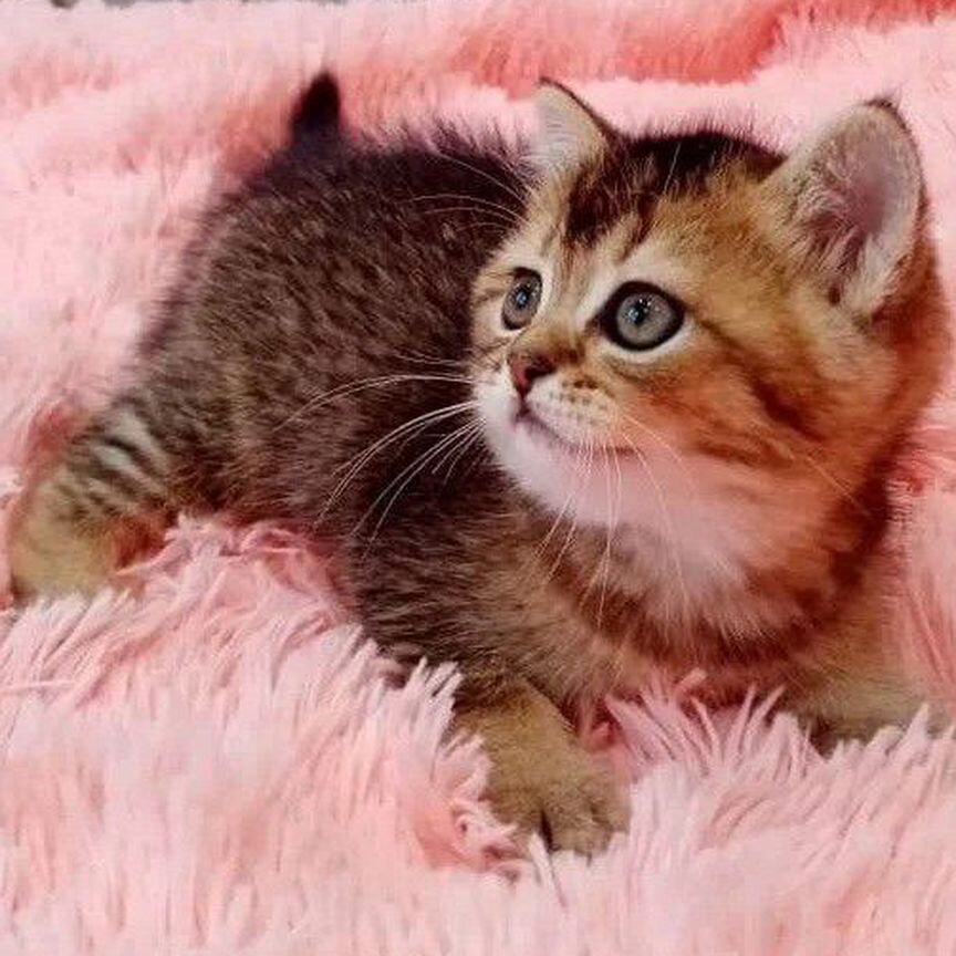 Шотландские золотые котодетки скоттиш страйт