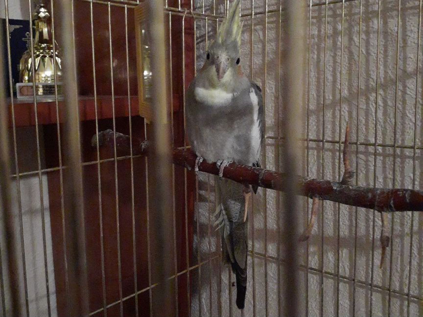 Потерялся Попугай корелла