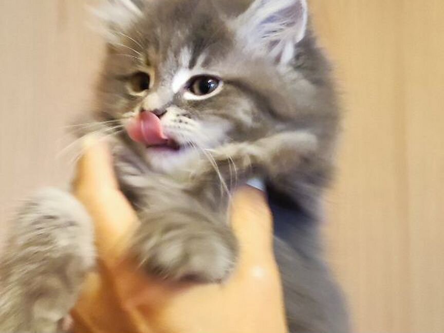 Котята от домашней кошечки