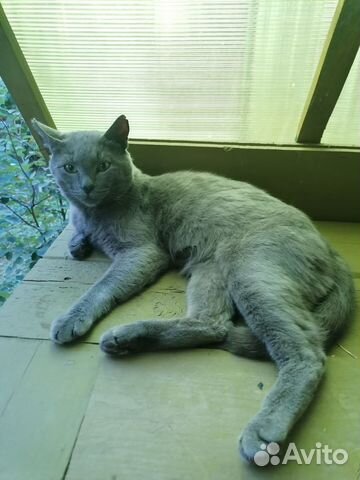 Отдам в добрые руки русского голубого котика