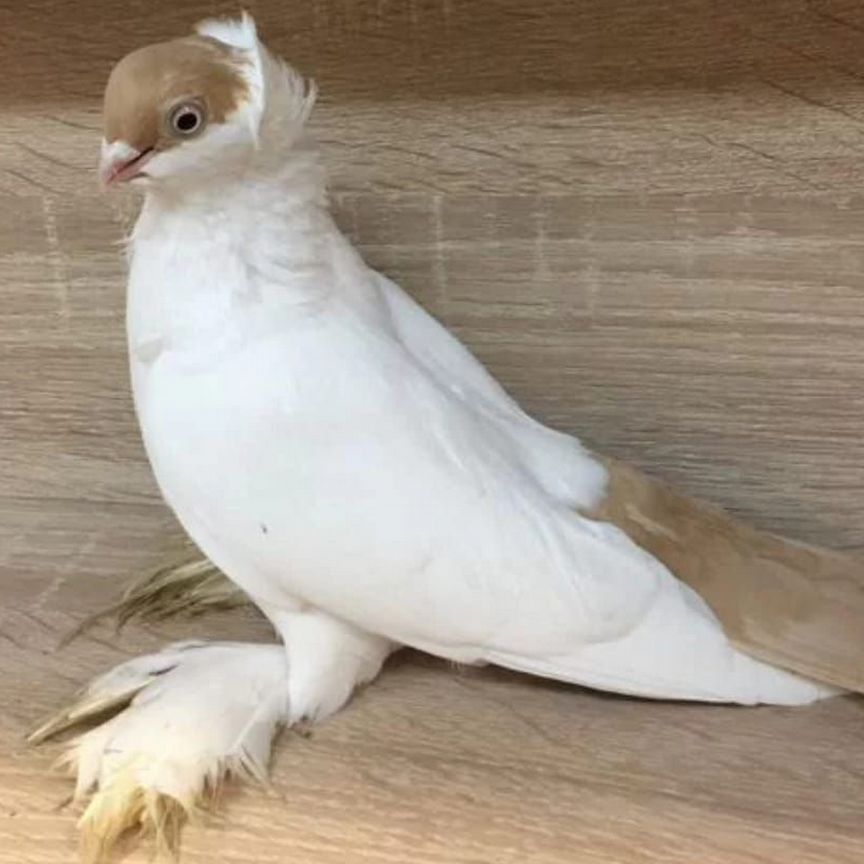 Голубь