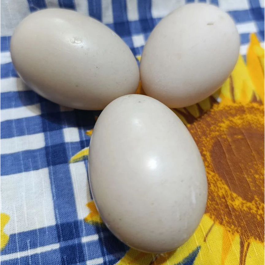 Инкубационное яйцо мускусной утки