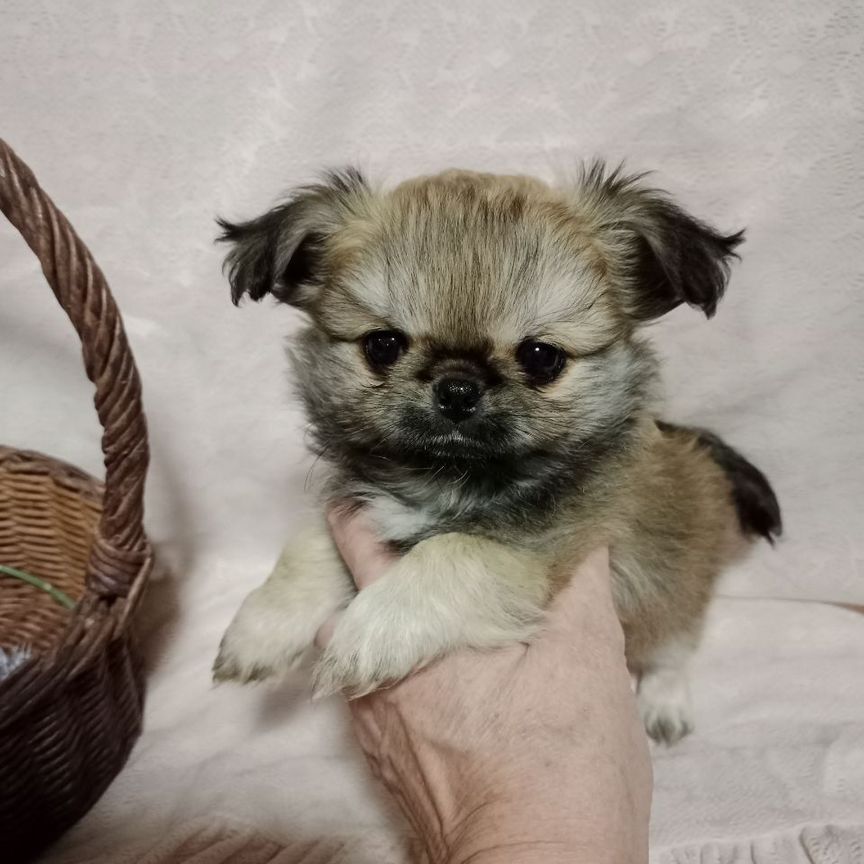 Чихуахуа, щенок