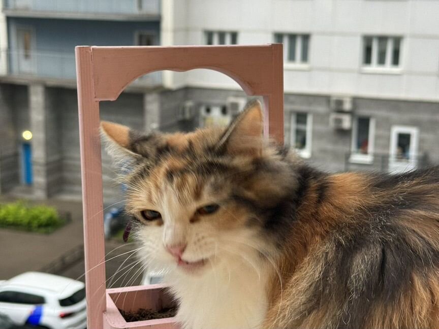 Кошка Саньхуа