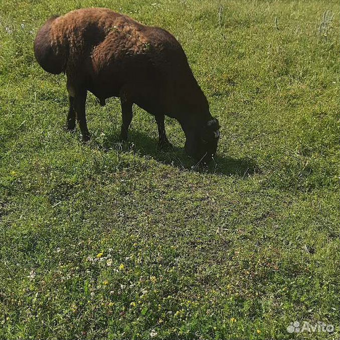 Ягнята гисары для развода
