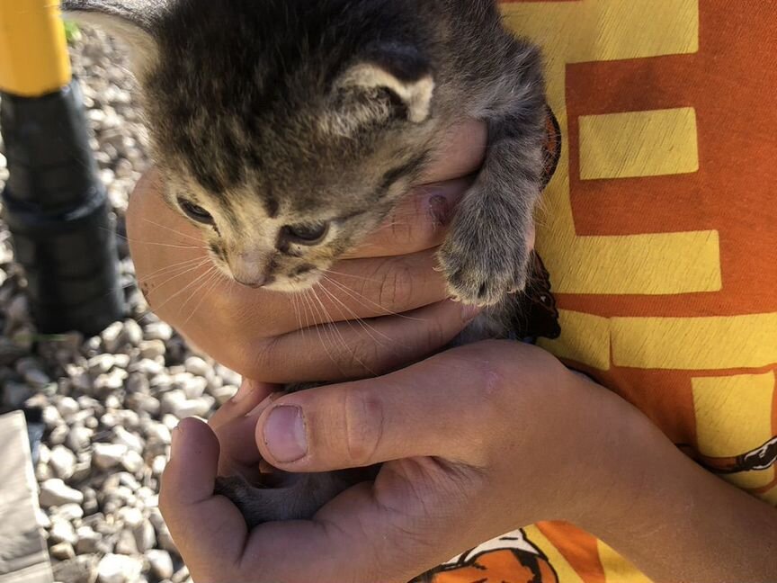 Котята в добрые руки