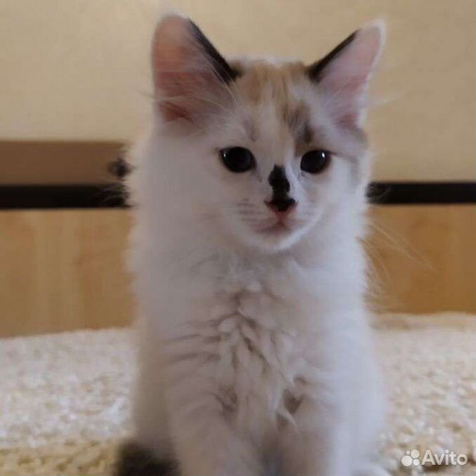 Котёнок рэгдолл