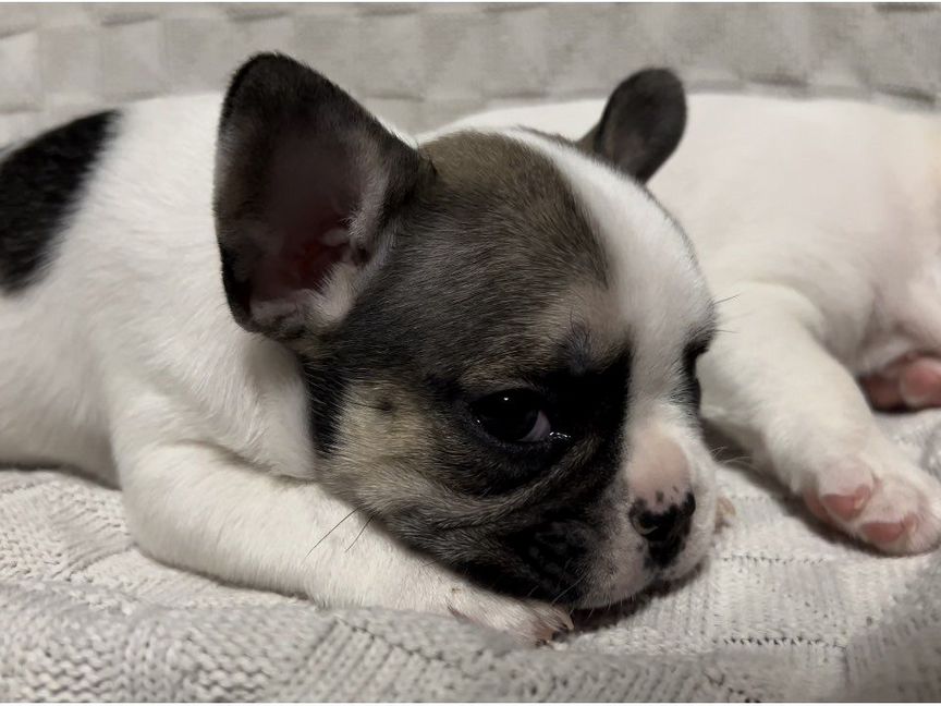 Французский бульдог щенки