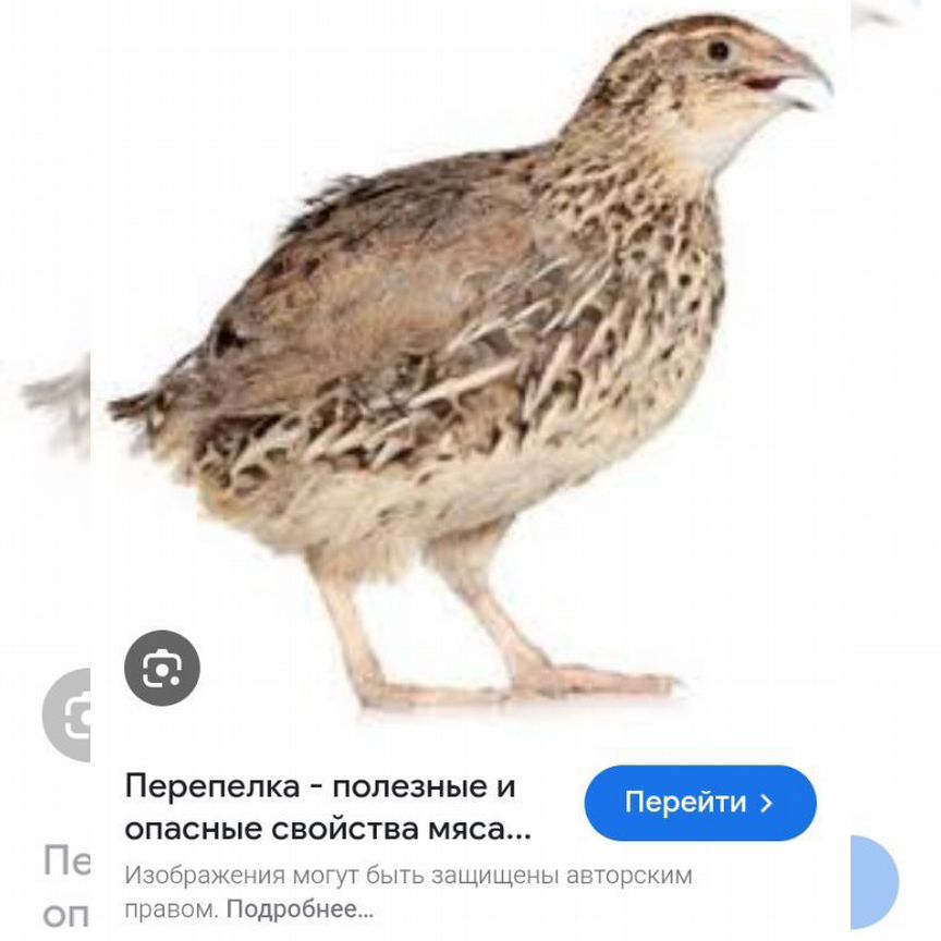 Перепелка на мясо