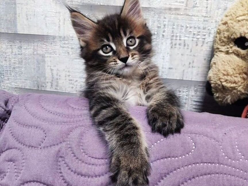 Котята Mein Coon