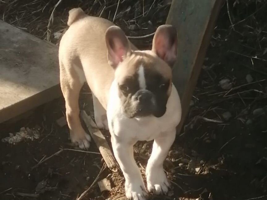 Французский бульдог булочка