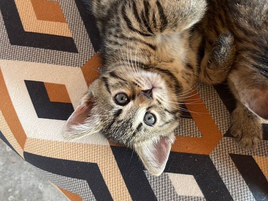 Котенок метис бенгала