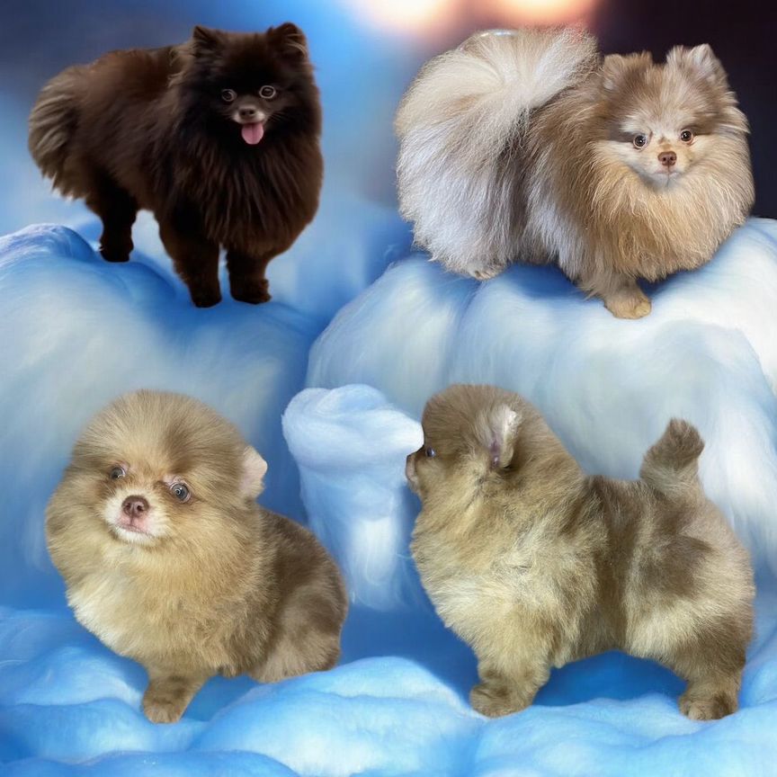 Померанский шпиц, щенок