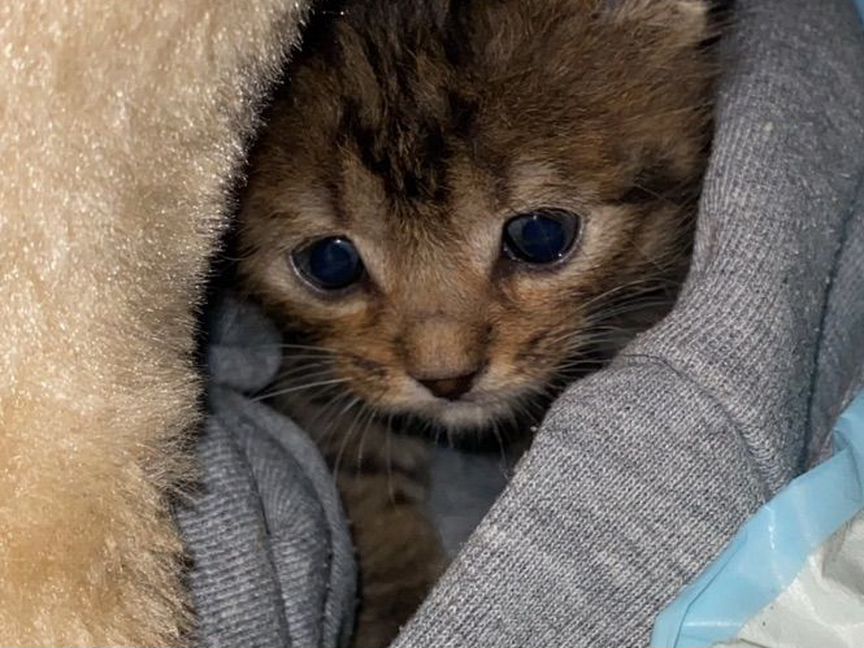 Котенок мальчик 1,5 месяца
