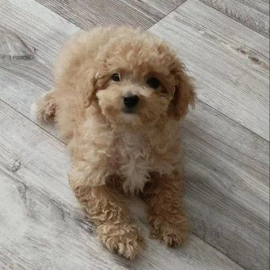 Мальтипу, щенок