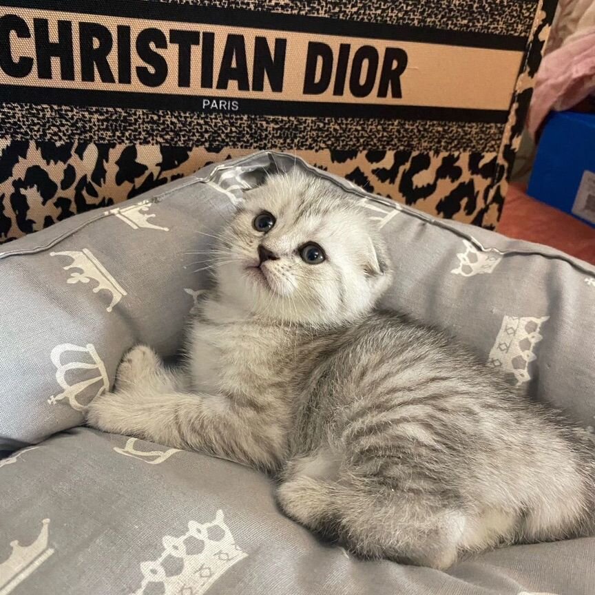 Котята