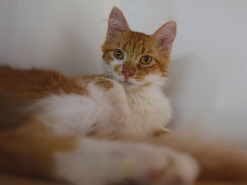 Котёнок мальчик рыжий хороший добрый милый