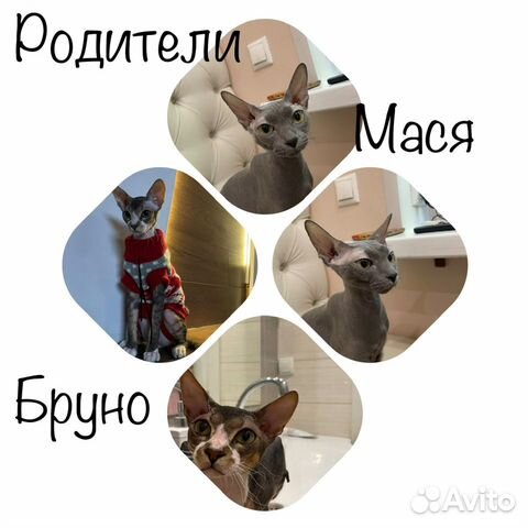 Кошки в добрые руки породистые