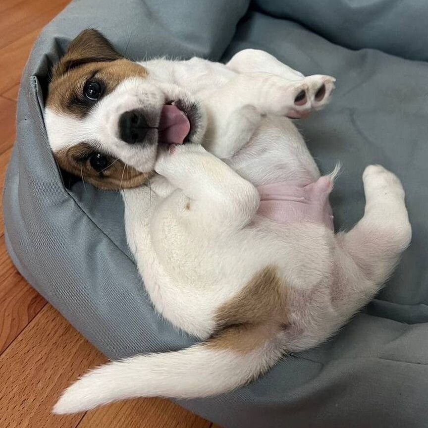 Щенки Джек Рассел терьер