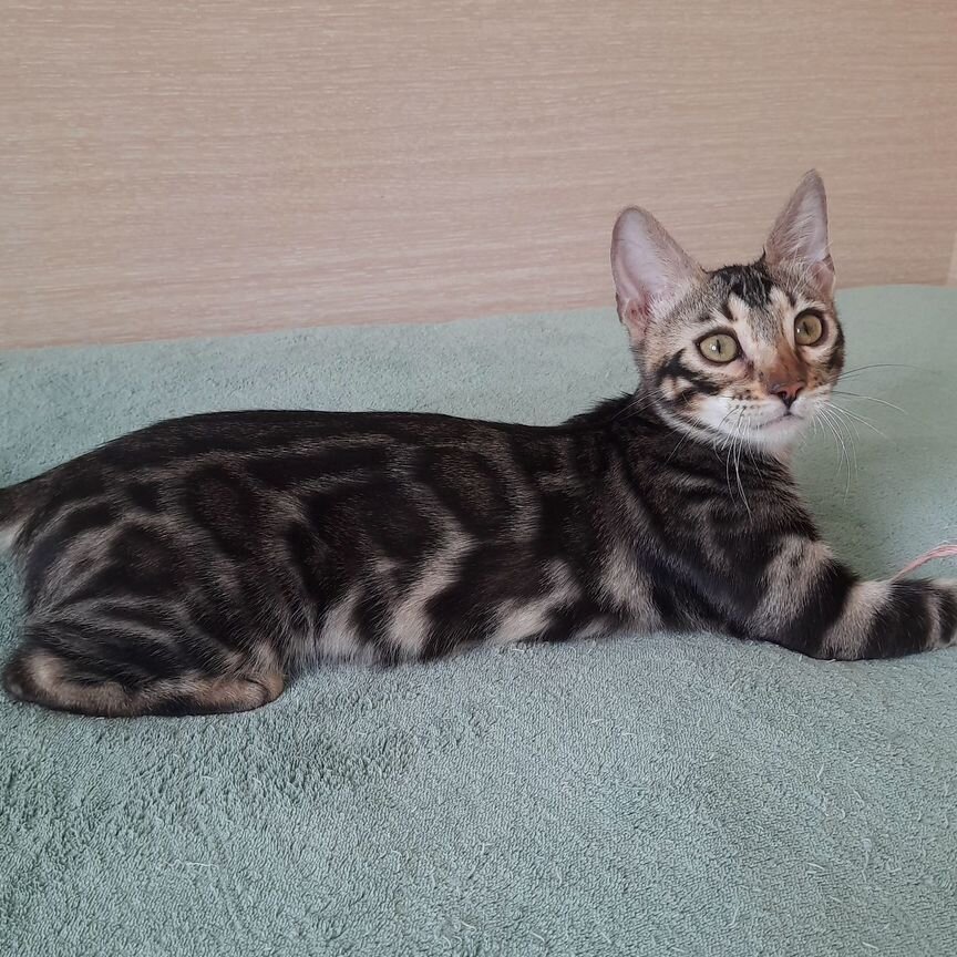 Бенгальская девочка