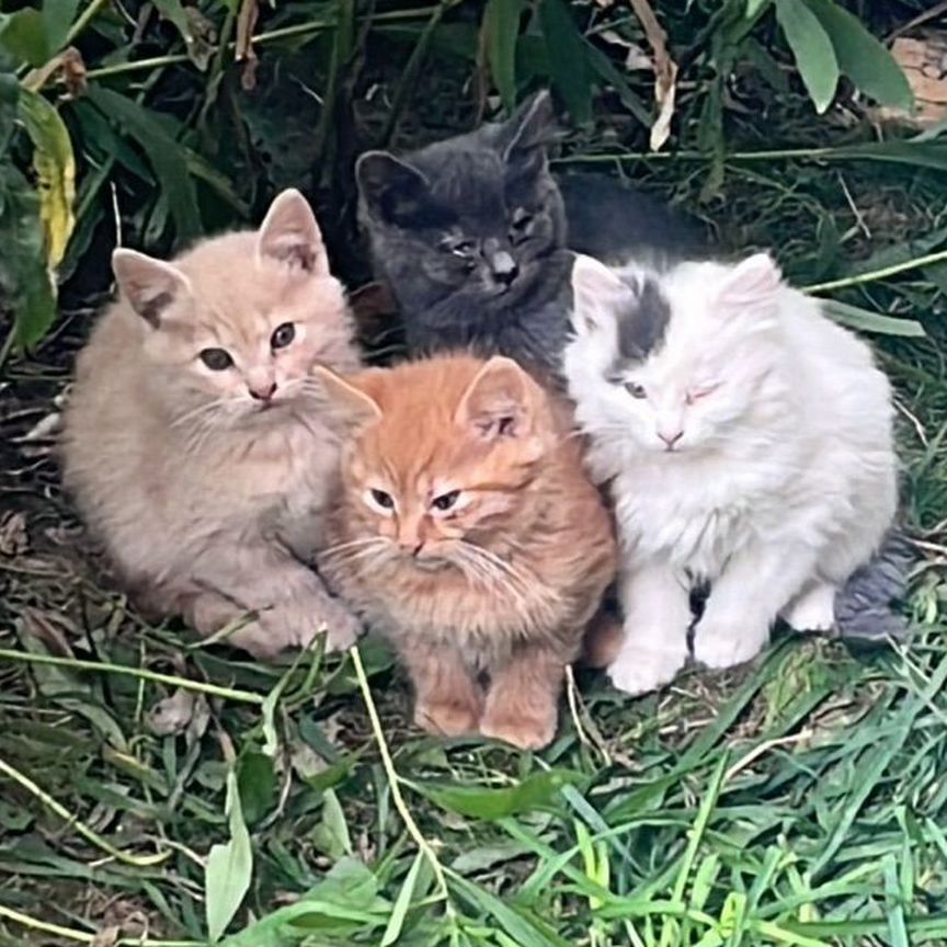 Котёнок в добрые руки