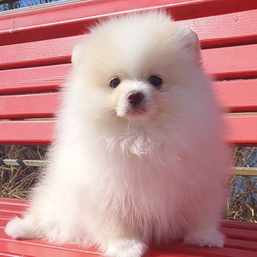 Померанский шпиц, щенок