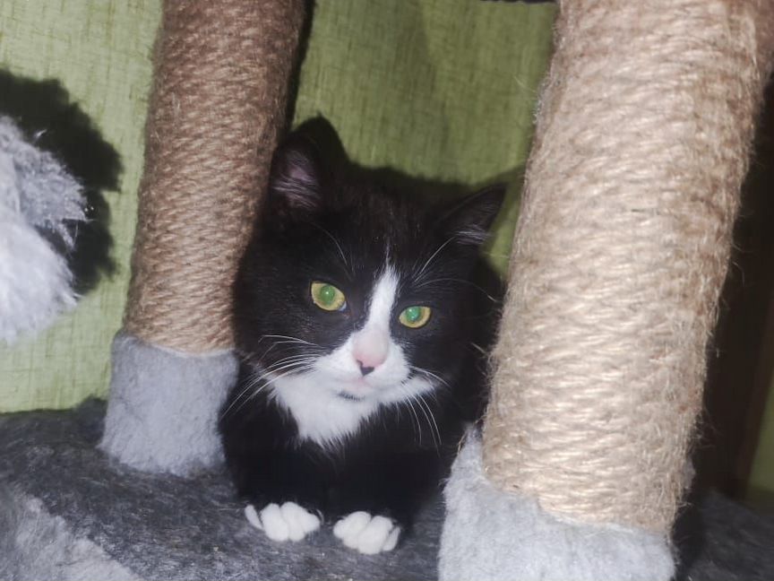 Котенок в добрые руки