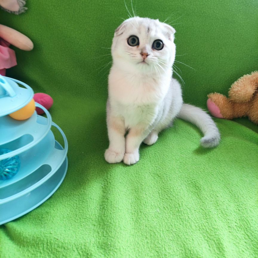 Шотландская вислоухая