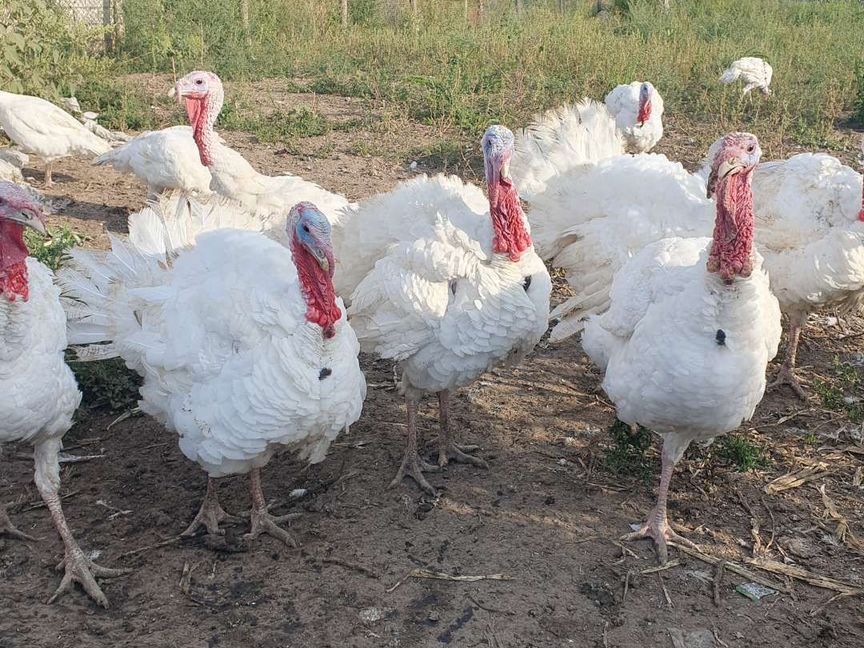 Индюки хайбрид конвертер