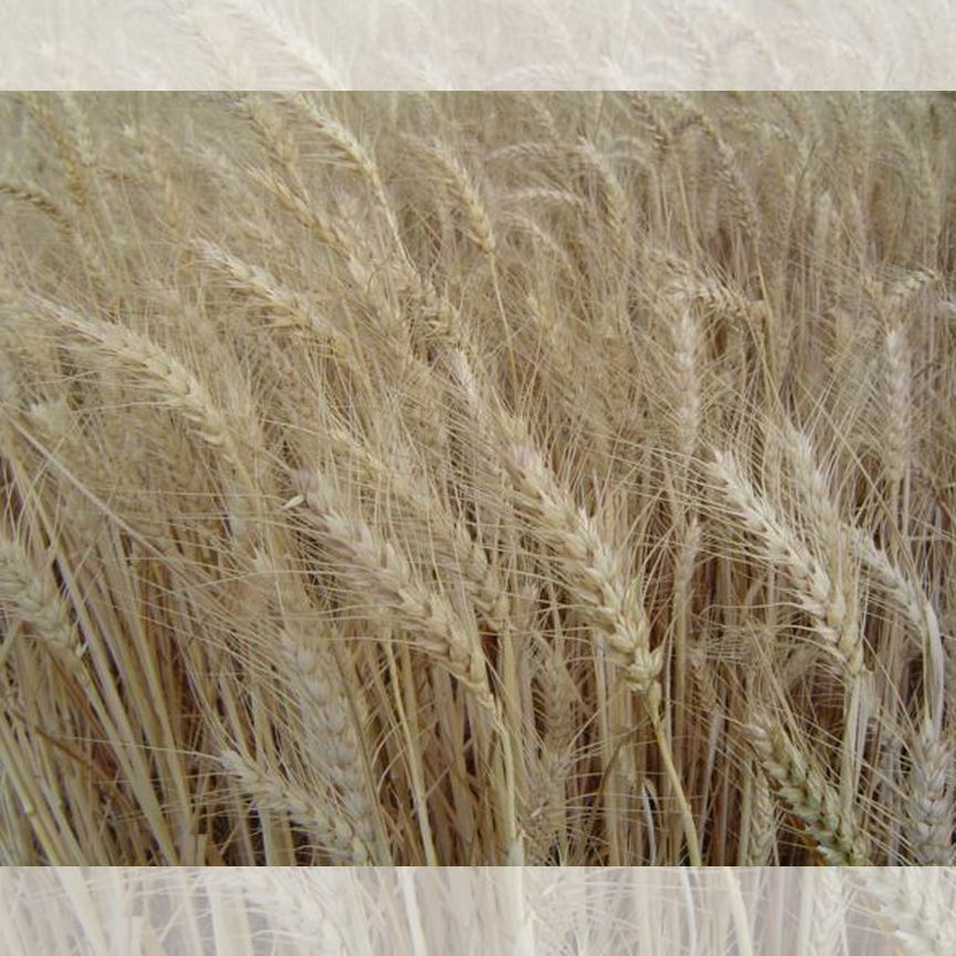 Твердая пшеница