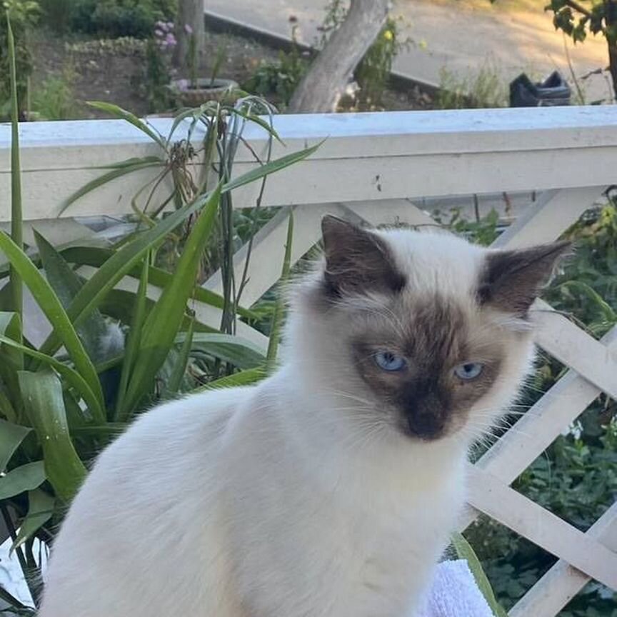 Блю- поинт кот 5 мес