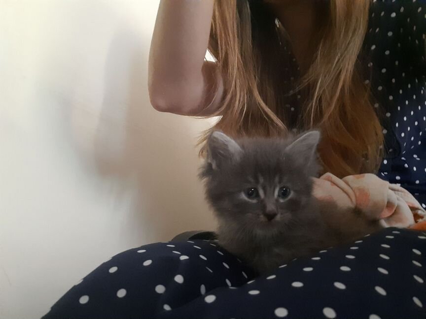 Котенок а добрые руки