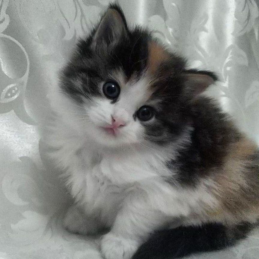 Милые пумпончики котяточки, ищут дом и друзей
