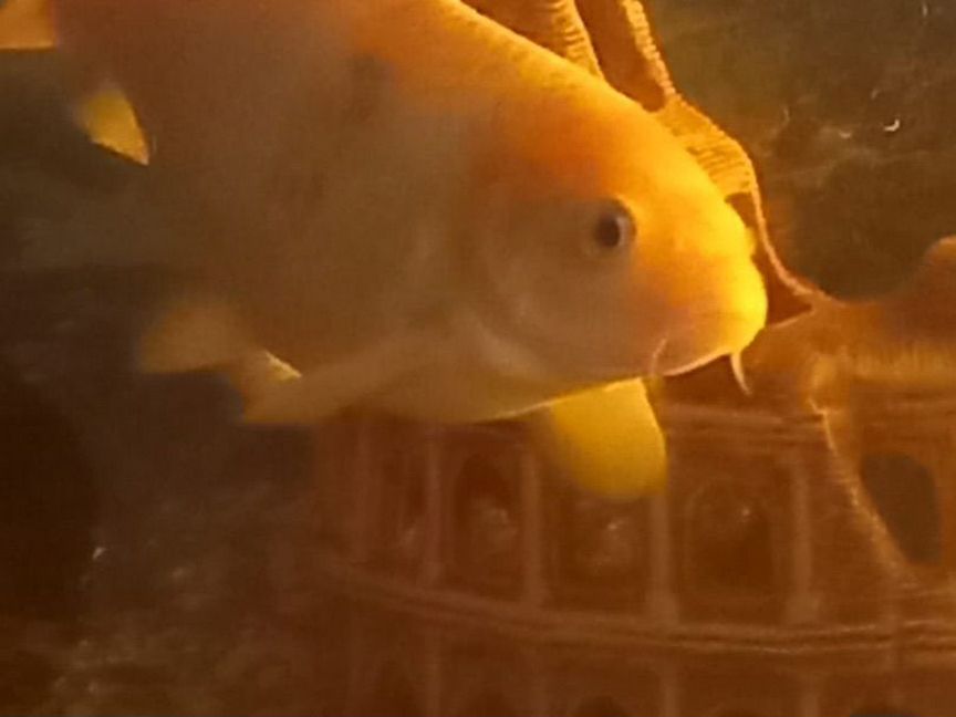 Карп кои самка