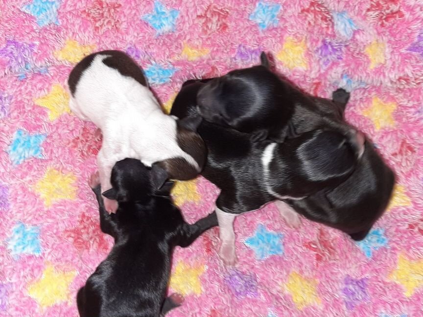 Щенки чихуахуа резерв