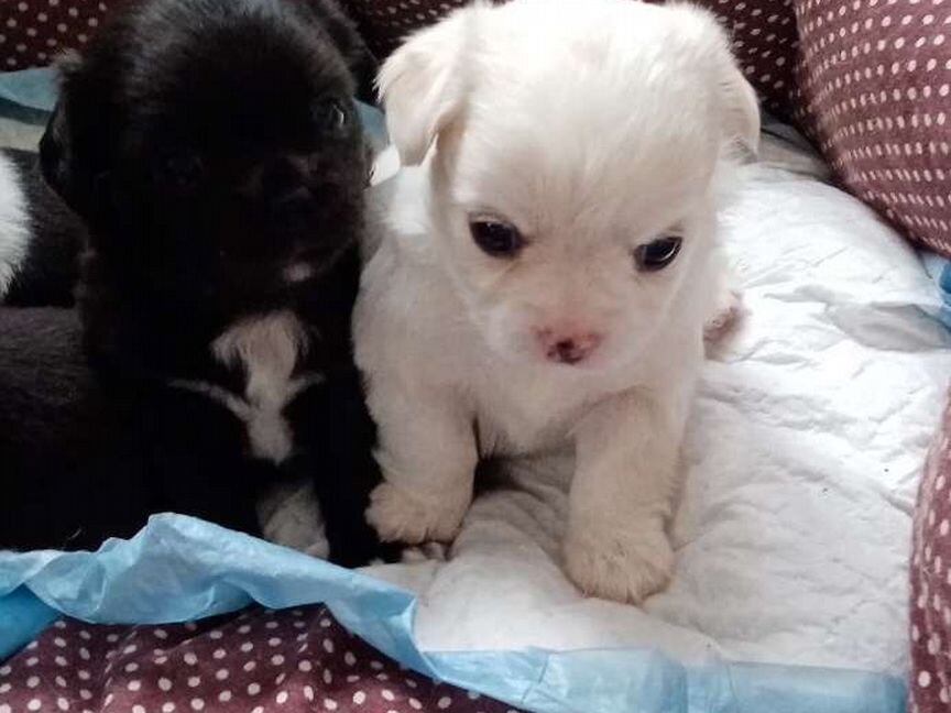 Домашние животные собаки щенки