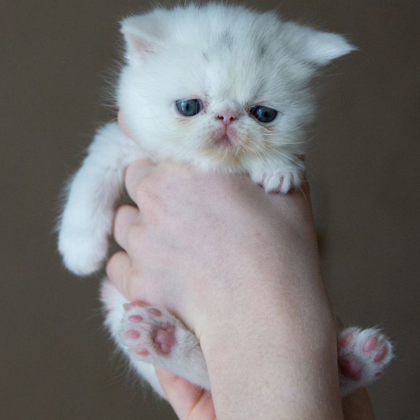 Экзотики