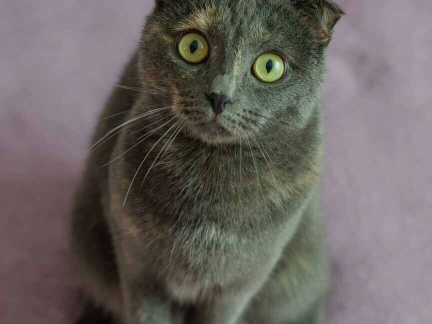 Кошечка Лили в добрые руки