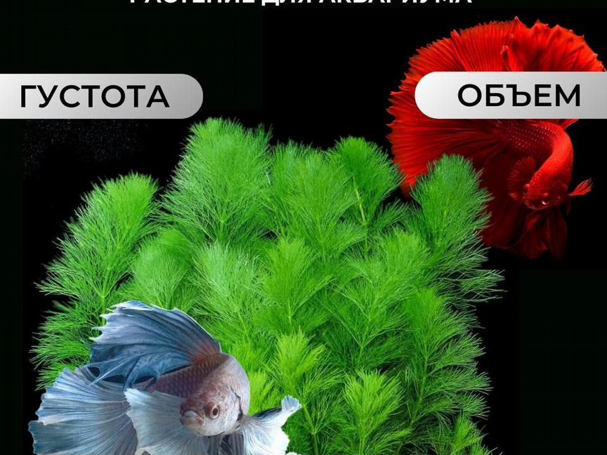 Аквариумные растения