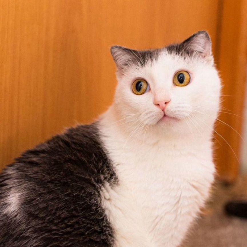 Турецкий ван, взрослая кошка