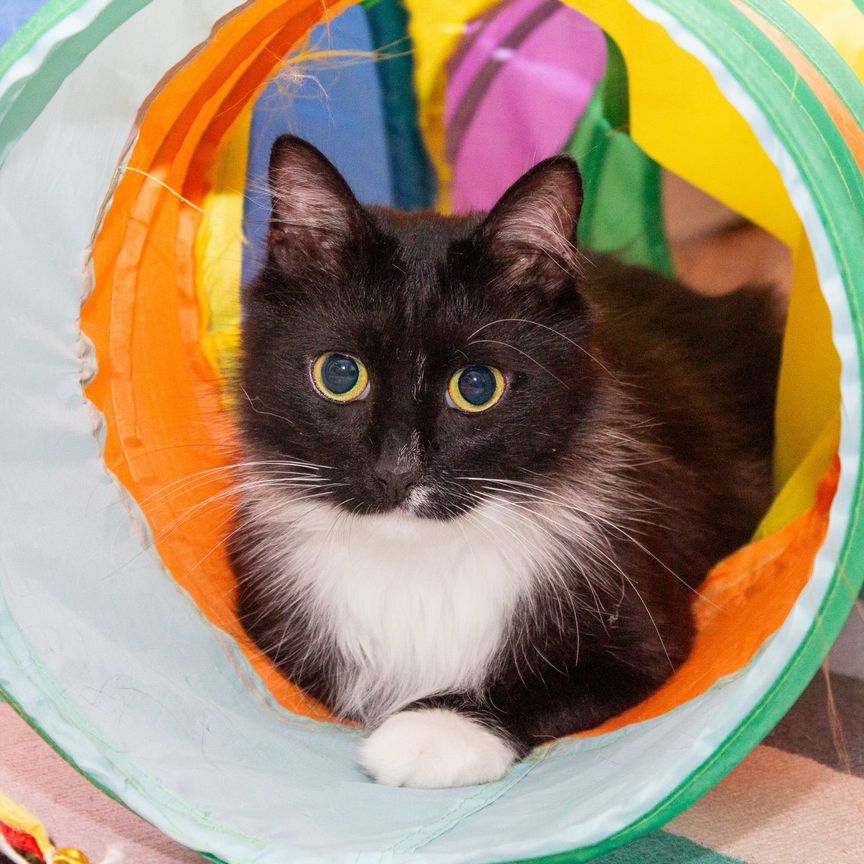 Ласковая красотка кошка ищет дом