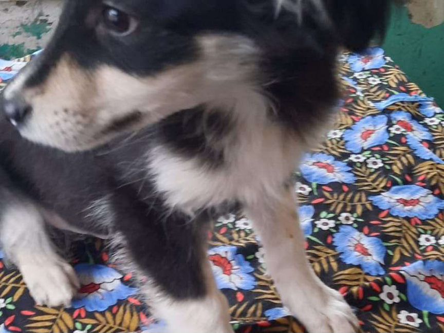 Щенки в добрые ручки